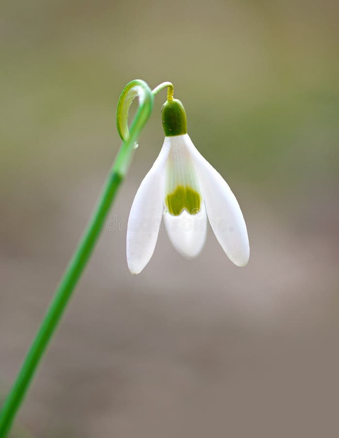 Close up of snow drop stock photo. Image of snowdrop - 39264112