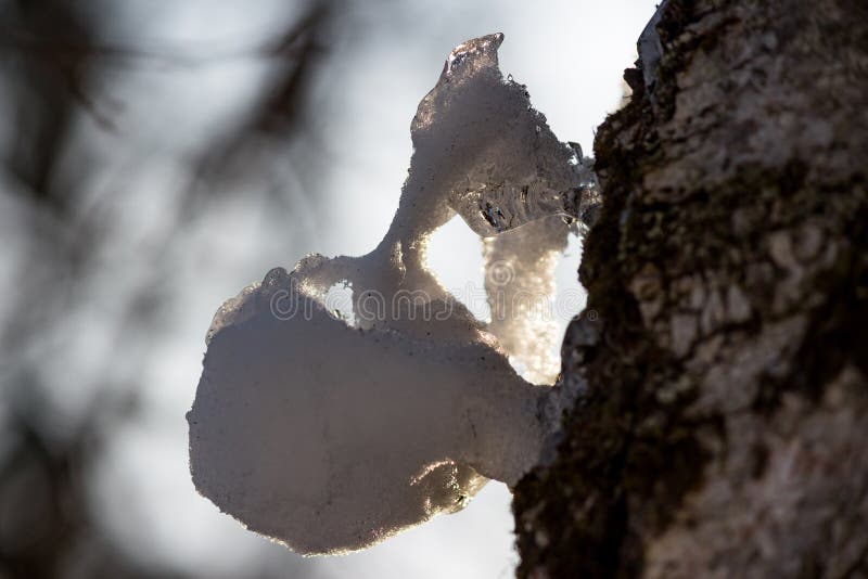 Close-up of Snow Melting during the Thaw and Shining in the Sun Stock ...