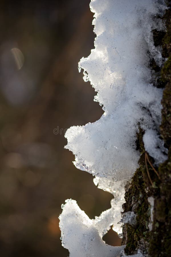 Close-up of Snow Melting during the Thaw and Shining in the Sun Stock ...