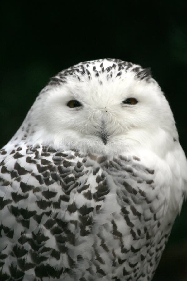 Close-up of snow owl stock photo. Image of snow, nature - 1509608