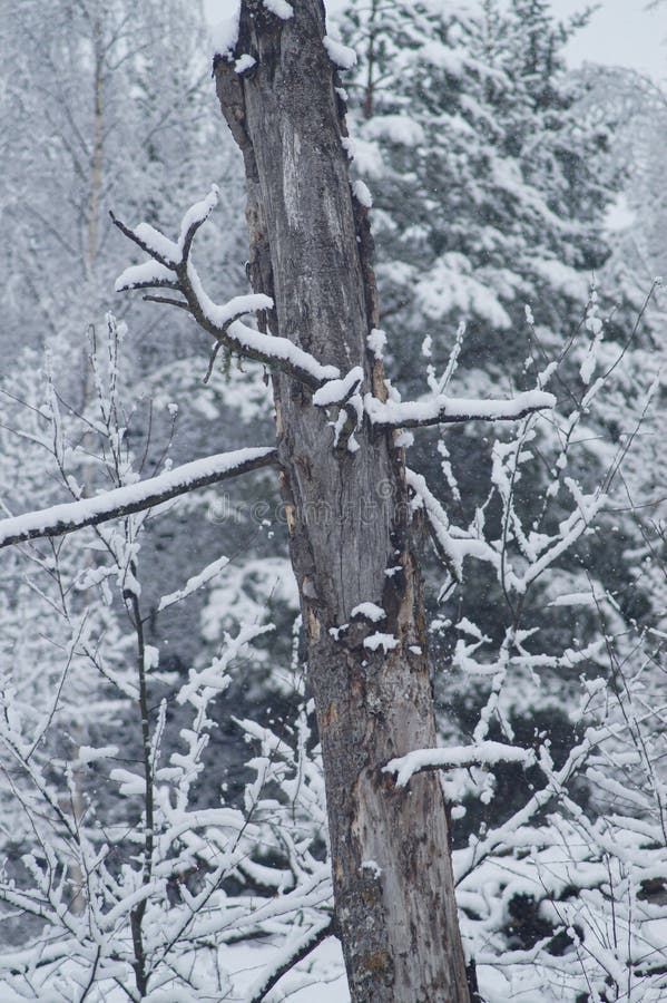 Close Up of Snow on Tree Trunk Stock Image - Image of weather, person ...