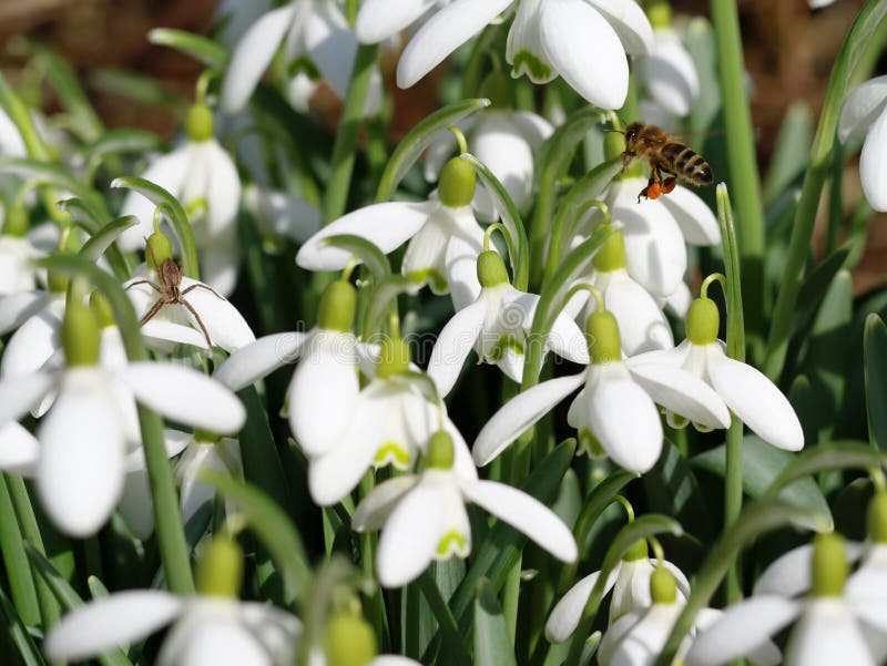 Close Up of Snowdrops in Warm Sunlight with Flying Bee and Sitting ... Close Up of Snowdrops in Warm Sunlight with Flying Bee and Sitting ...