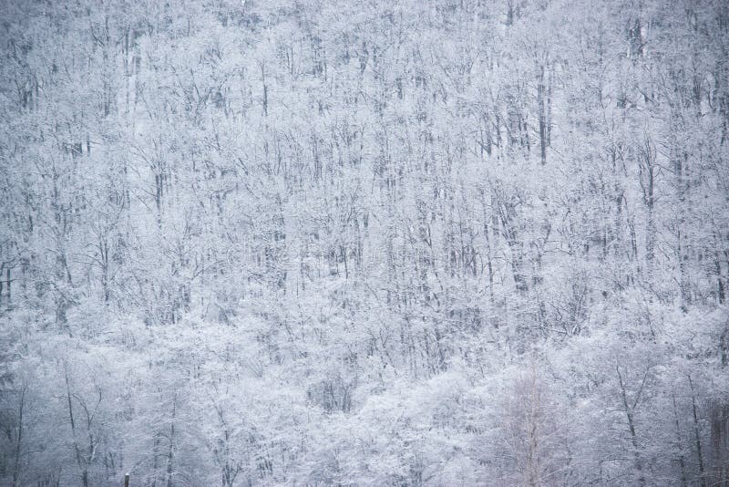 Snow-covered Branches of a Fallen Deciduous Tree in the Winter Forest ...