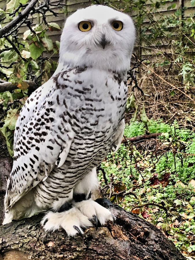 Snowy Owl Close-up stock image. Image of scandiacus, nature - 37650097
