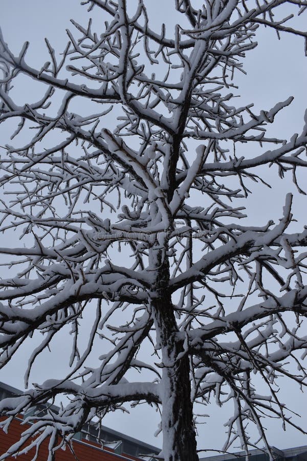 Close Up Snowy Tree Branches Stock Photo - Image of frozen, tree: 303330604
