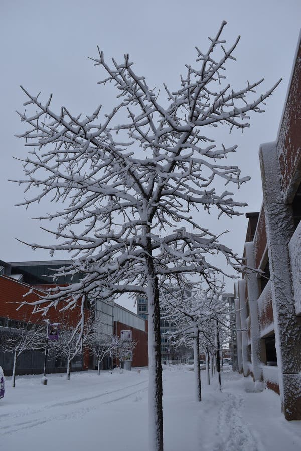 Close Up Snowy Tree Branches Stock Image - Image of fresh, blizzard ...