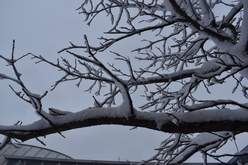 Close Up Snowy Tree Branches Stock Photo - Image of frosty, snow: 303330612