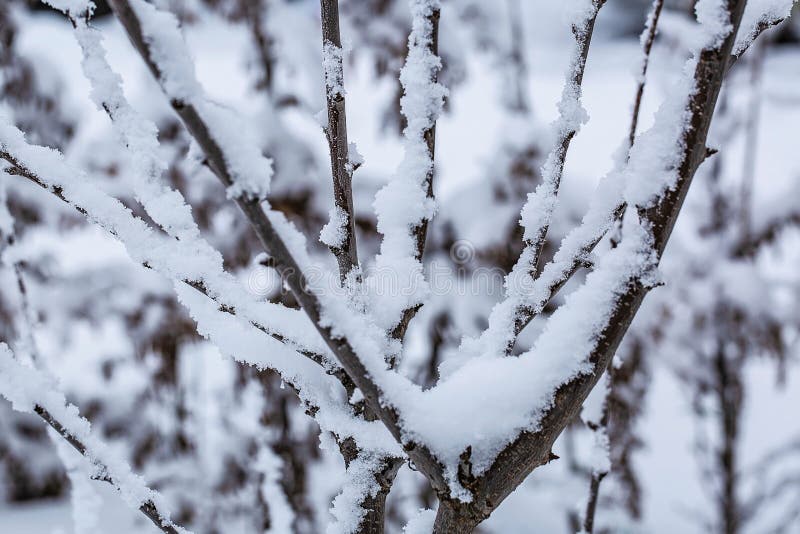 Close Up Snowy Tree in Winter. Beautiful Winter Background Stock Image ...
