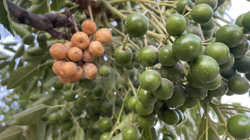 Close Up Soapberry Tree and Green Leaves Stock Image - Image of ...