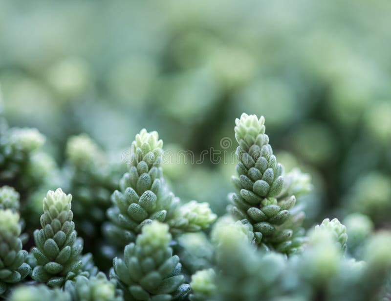 Close Up Soft Cactus Succulent Stock Image - Image of texture, agave ...