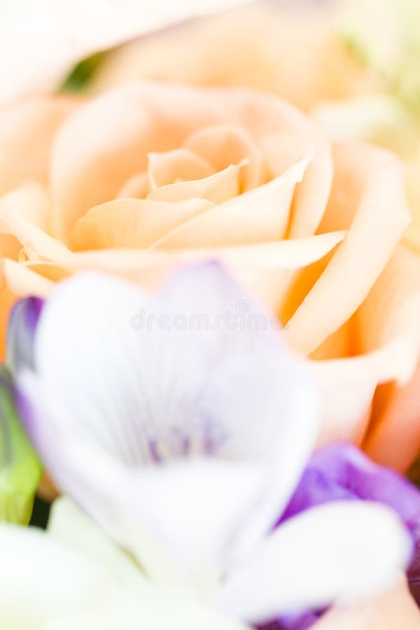 Close up soft flowers stock image. Image of pastel, drop - 50297255