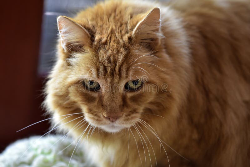 Close Up-soft Focused the Face of the Cat Stock Photo - Image of beauty ...