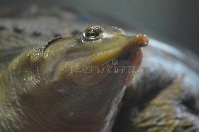 Turtle with the big nose stock image. Image of fish, brown - 30486549