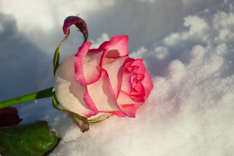 Close-up - a Soft Pink Beautiful Rose Lying in the Snow Stock Image ...