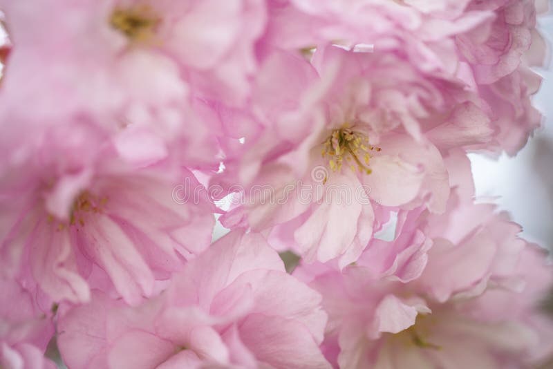 Soft Pink Cherry Blossoms in Spring Stock Image - Image of cherry ...