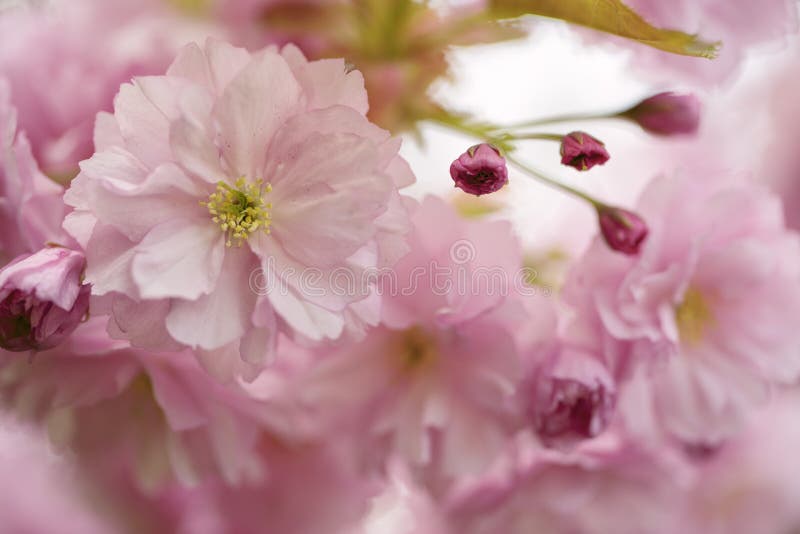 Soft Pink Cherry Blossoms in Spring Stock Photo - Image of close ...