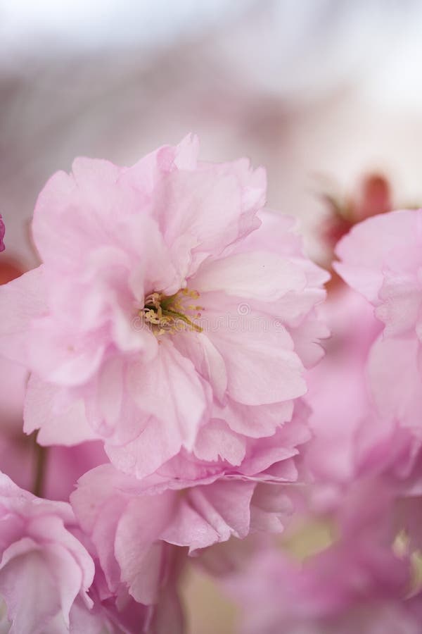 Soft Pink Cherry Blossoms in Spring Stock Image - Image of outdoor ...