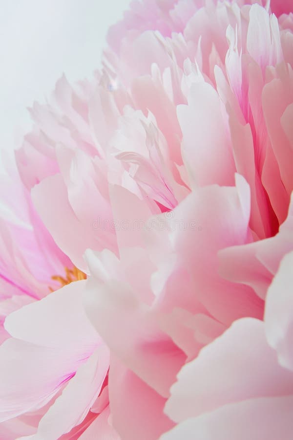 Close-Up of Soft Pink Peony Petals in Gentle Bloom. Stock Image - Image ...