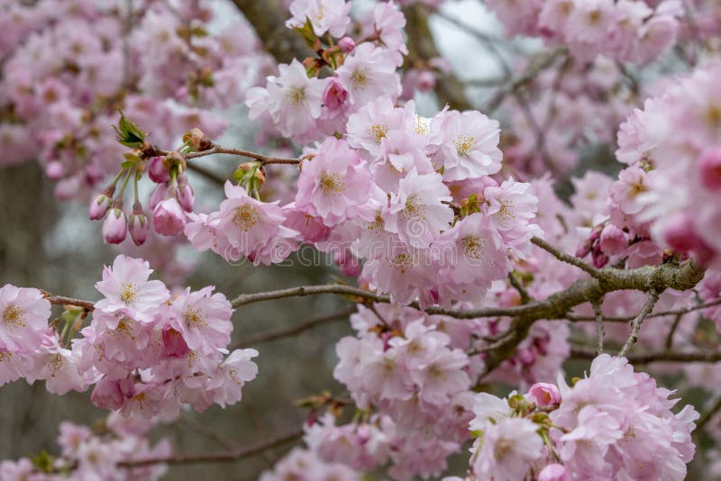 Prunus Accolade stock image. Image of flowering, botanical - 132575417