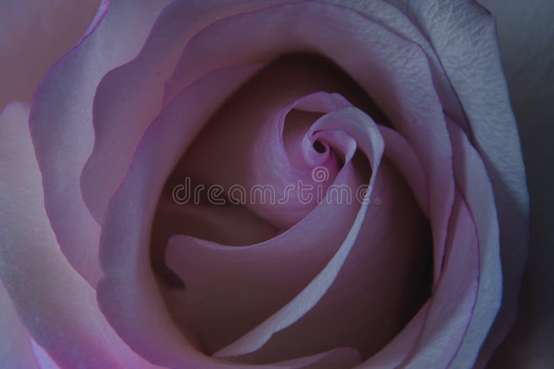 Close Up on Soft Pink Rose. Top View Macro. Stock Photo - Image of ...