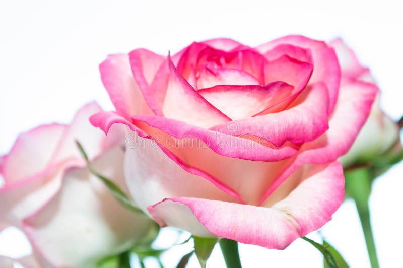 Close-up - Soft Pink Roses on a Light Background Stock Image - Image of ...