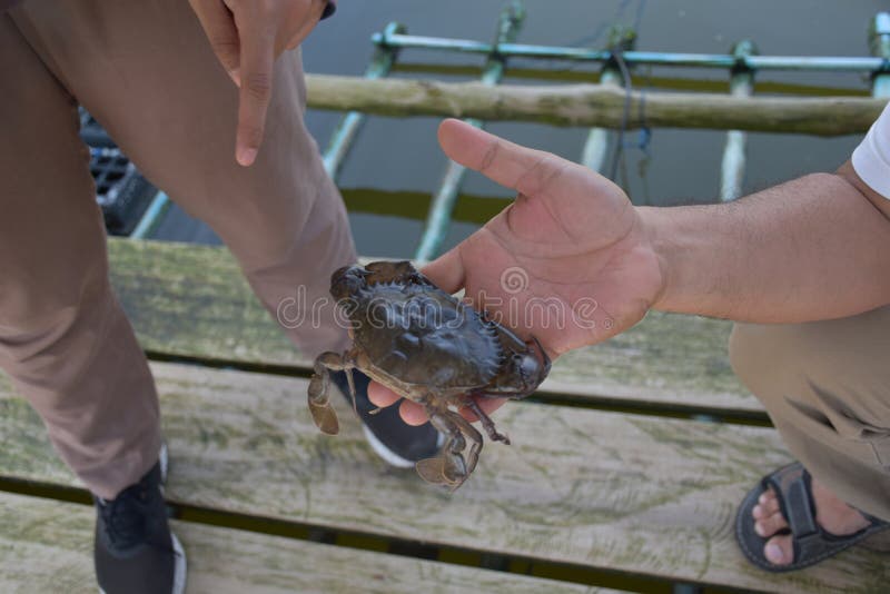 Close Up Soft Shell Crab in Hand and in Box with Old Crab Shell Stock ...