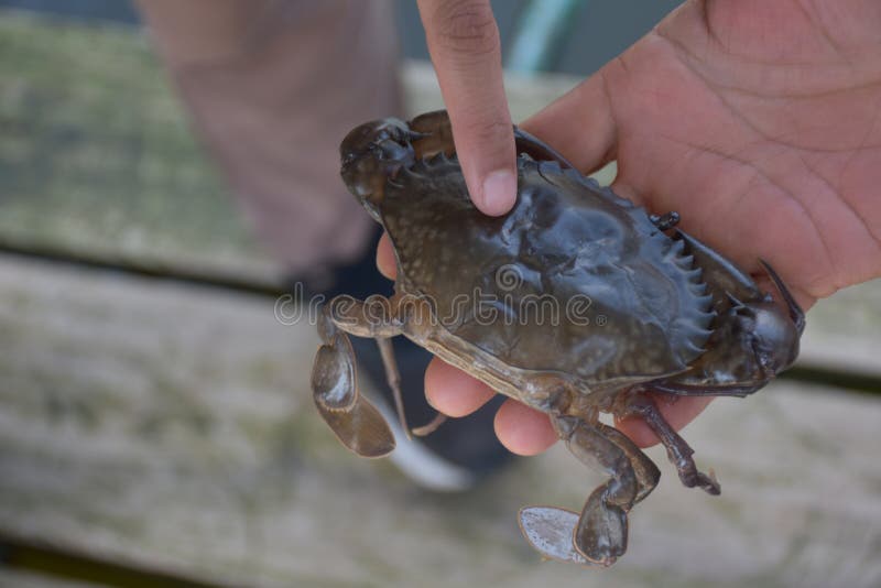 Close Up Soft Shell Crab in Hand and in Box with Old Crab Shell Stock ...