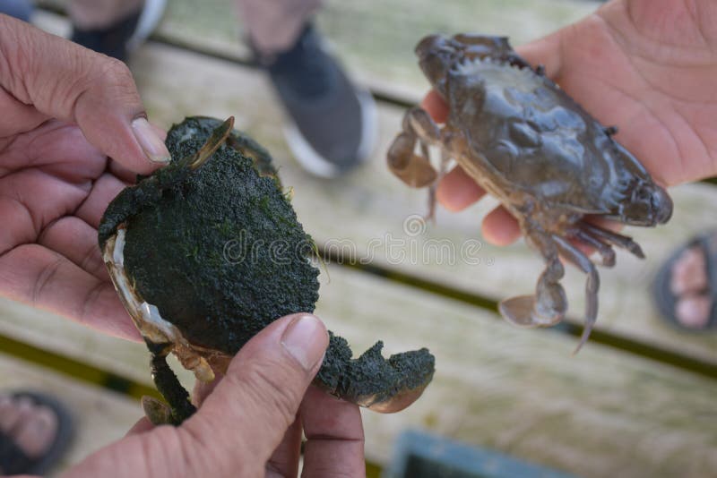 Close Up Soft Shell Crab in Hand and in Box with Old Crab Shell Stock ...