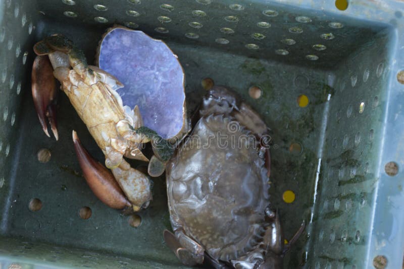 Close Up Soft Shell Crab in Hand and in Box with Old Crab Shell Stock ...