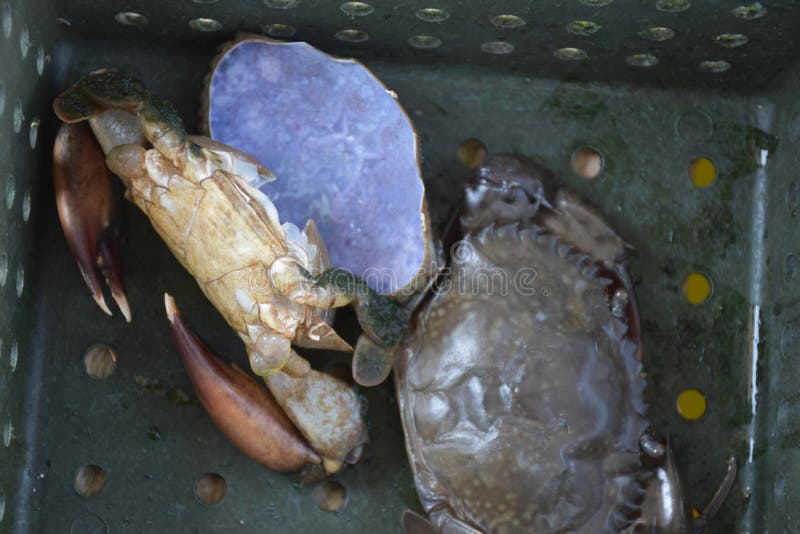 Close Up Soft Shell Crab in Hand and in Box with Old Crab Shell Stock ...