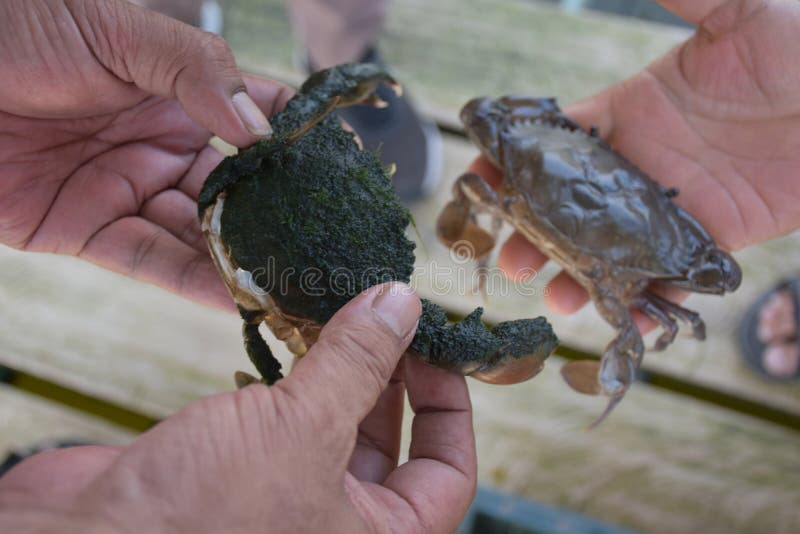 Close Up Soft Shell Crab in Hand and in Box with Old Crab Shell Stock ...