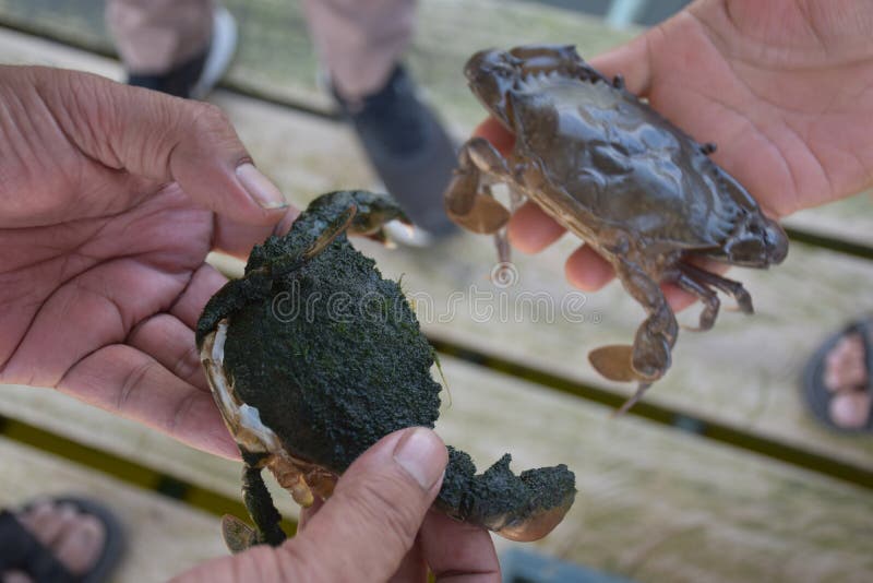 Close Up Soft Shell Crab in Hand and in Box with Old Crab Shell Stock ...