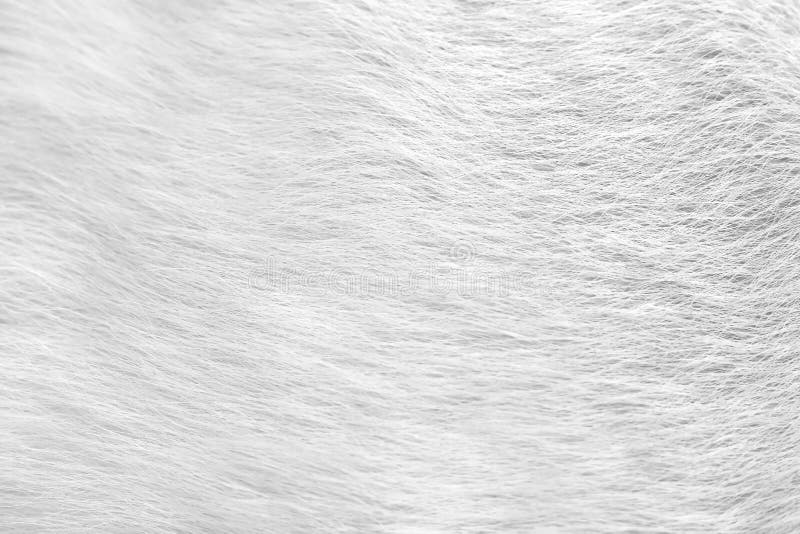 Soft Texture of Dog Fur with Short Patterns Smooth Background Stock ...