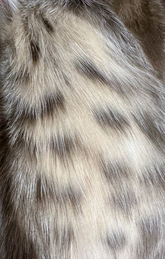 Close-up of Soft, Textured Fur with Natural Spotted Patterns ...