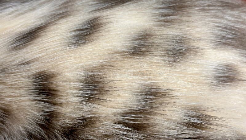 Close-up of Soft, Textured Fur with Natural Spotted Patterns ...