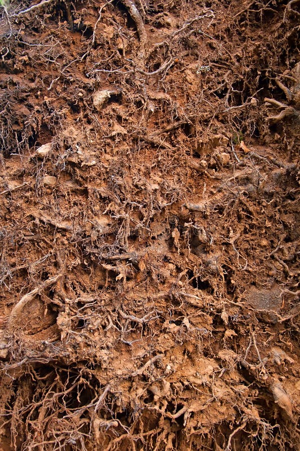 Close Up of Soil with Roots Stock Image - Image of fantasy, land: 89717055