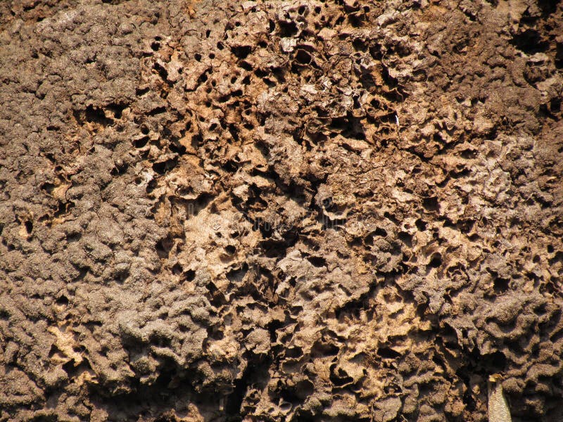 Termite soil stock image. Image of many, wood, habitat - 24040743