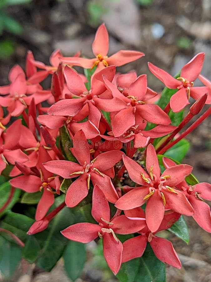 Close Up Soka Flower Blossom Stock Photo - Image of plant, branch ...