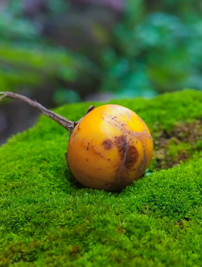 Close Up Solanum Indicum, Yellow Fruit on Green Moss, Yellow Eggplant ...