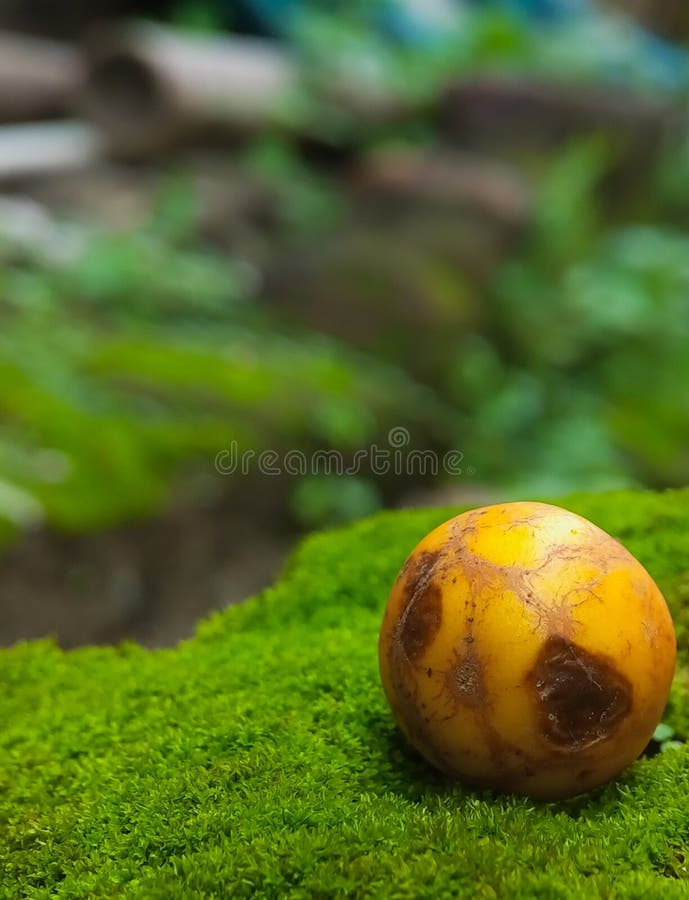 Close Up Solanum Indicum, Yellow Fruit on Green Moss, Yellow Eggplant ...