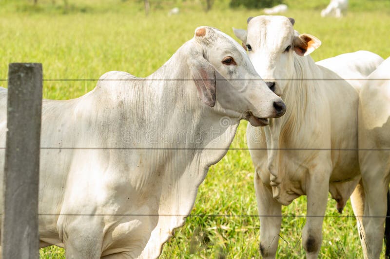 Close Up of Some Cattle Animals. Stock Photo - Image of agriculture ...