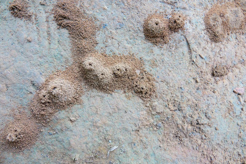 Ant hills stock image. Image of natural, particle, animal - 157825281