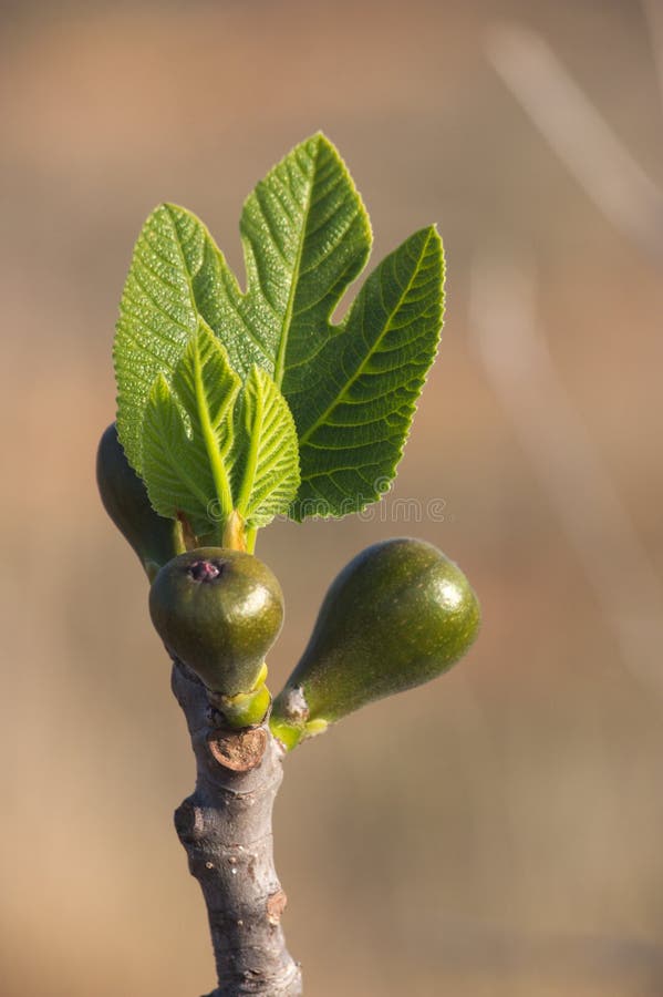 First Fruits Leaves Fig Stock Photos - Free & Royalty-Free Stock Photos ...