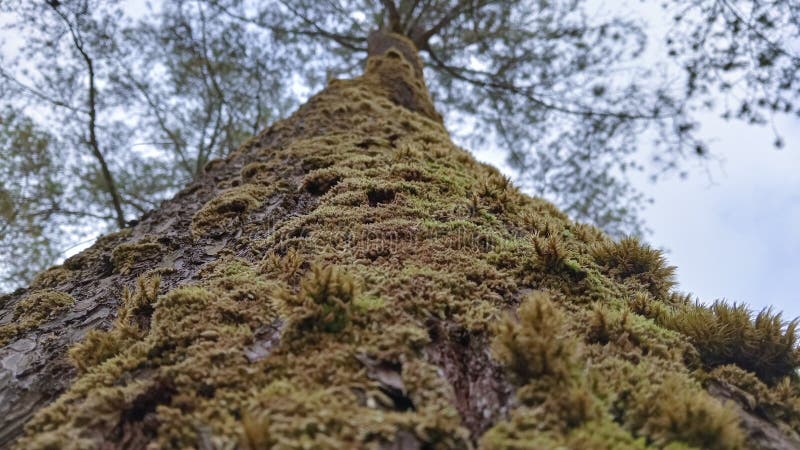 Close Up of Some Moss Grow on Tree Roots Stock Image - Image of natural ...