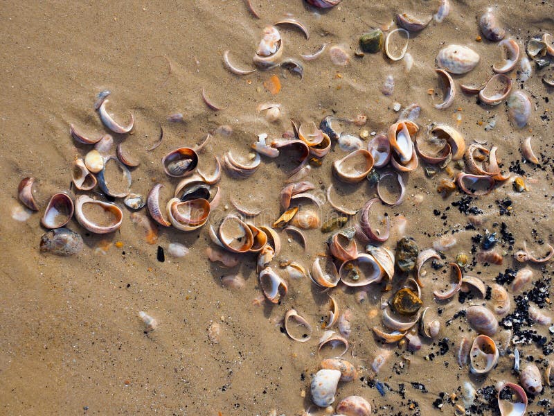 Close-up of Some Shells Half Buried in the Sand at the Beach Stock ...