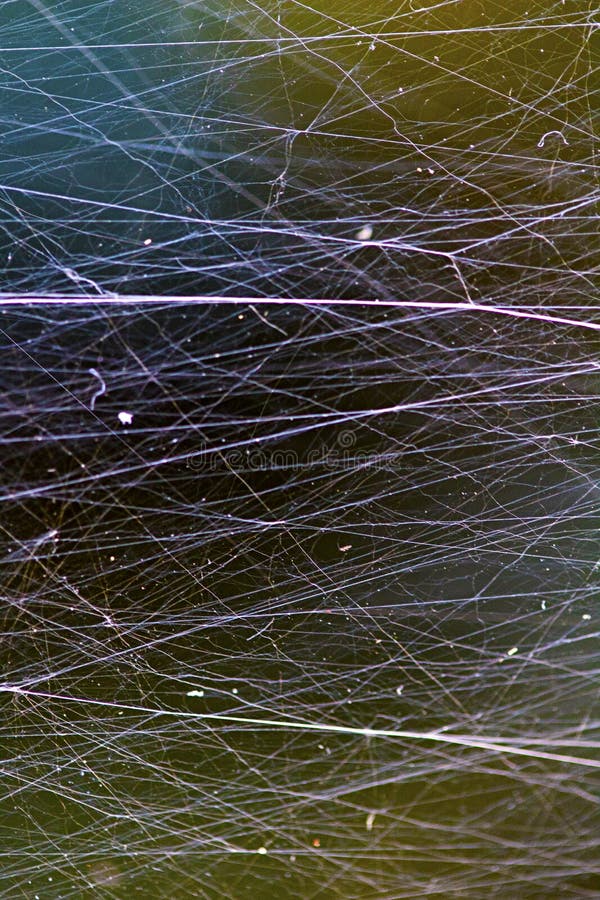 Webbing from a spider stock photo. Image of leaf, water - 233605136