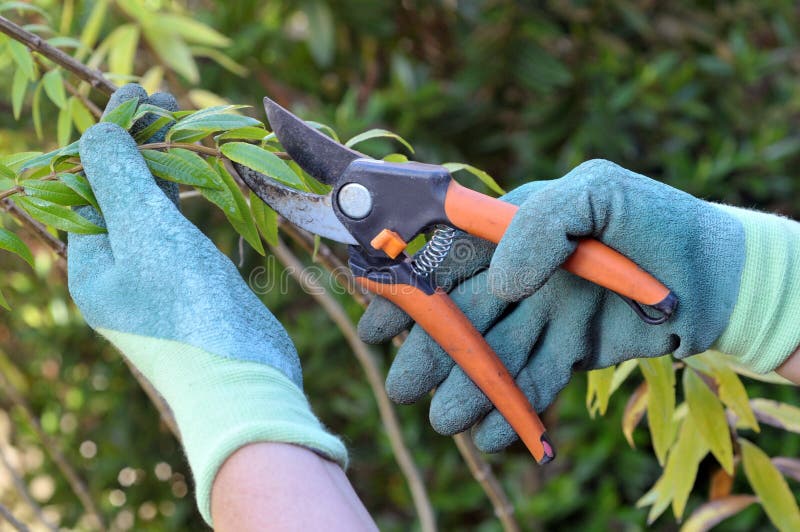 Cut a branch with a pruner stock photo. Image of close - 152036778