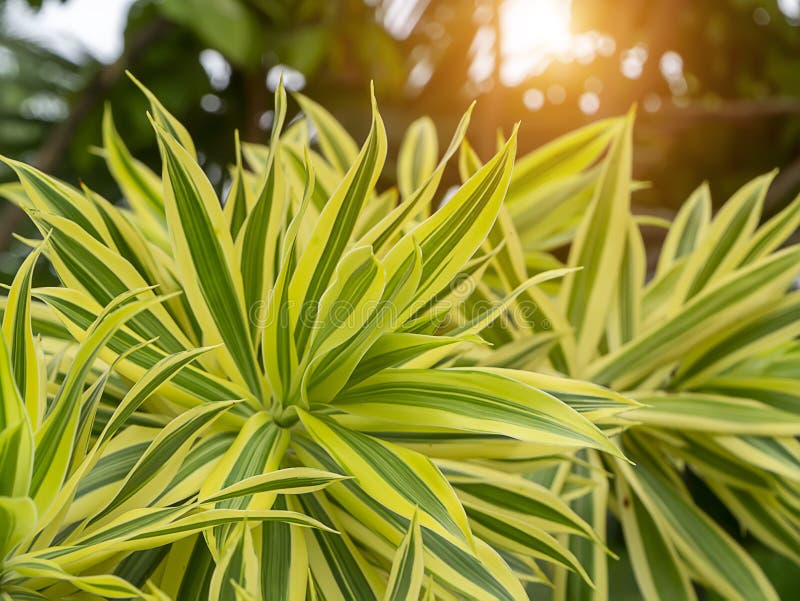 Close Up of Song of India Leaves Stock Image - Image of beautiful ...