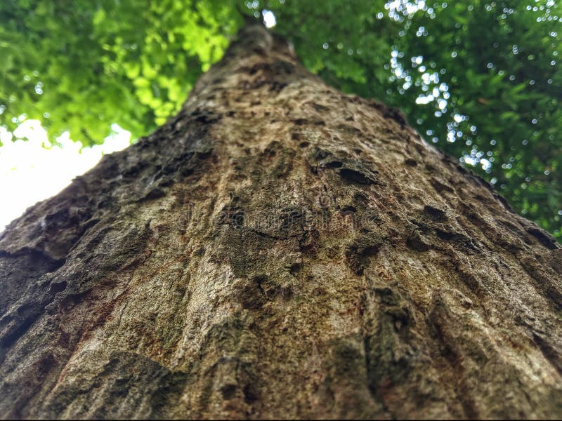 Close-up of Sonokeling Trees Stock Photo - Image of wood, produce ...