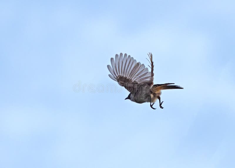 Close Up Sooty-Headed Bulbul Bird is Flying in the Sky Stock Image ...